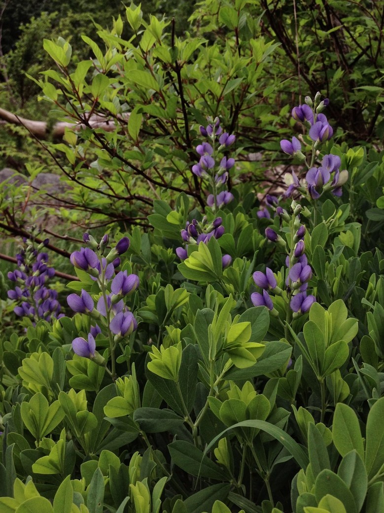 indigo, wild (hairy)