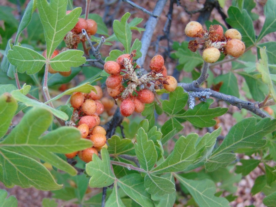 leaves