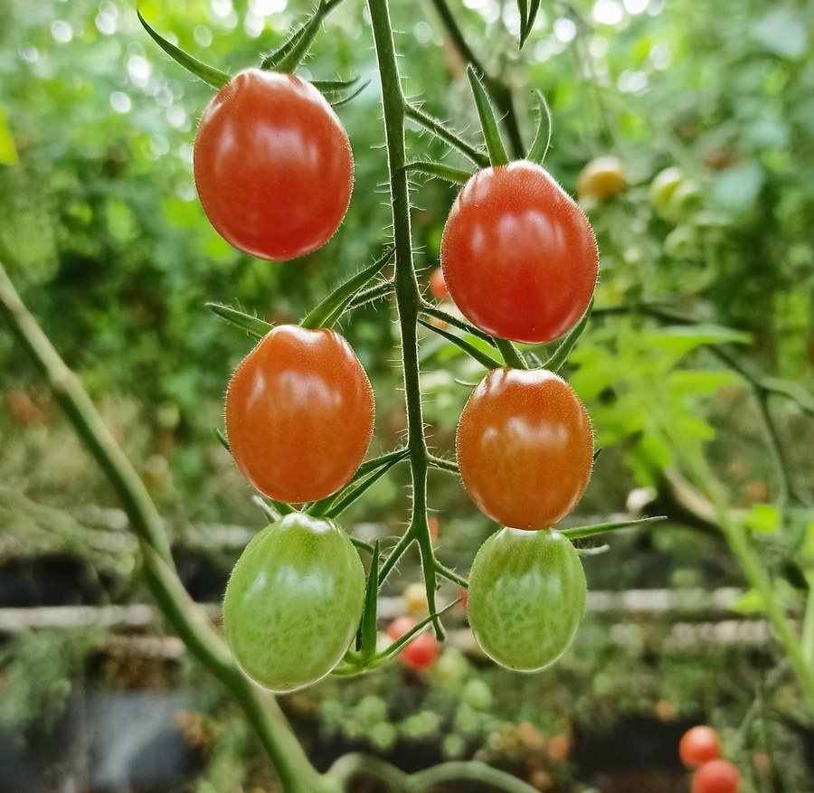huckleberry