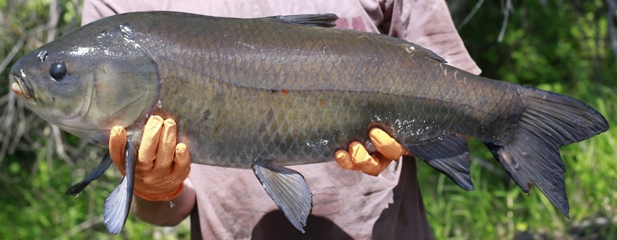 eel