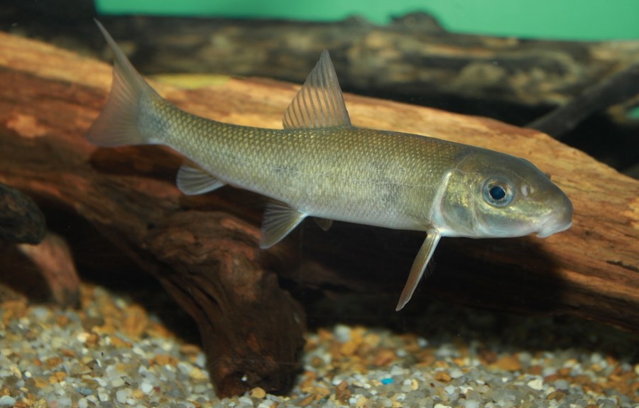 eel