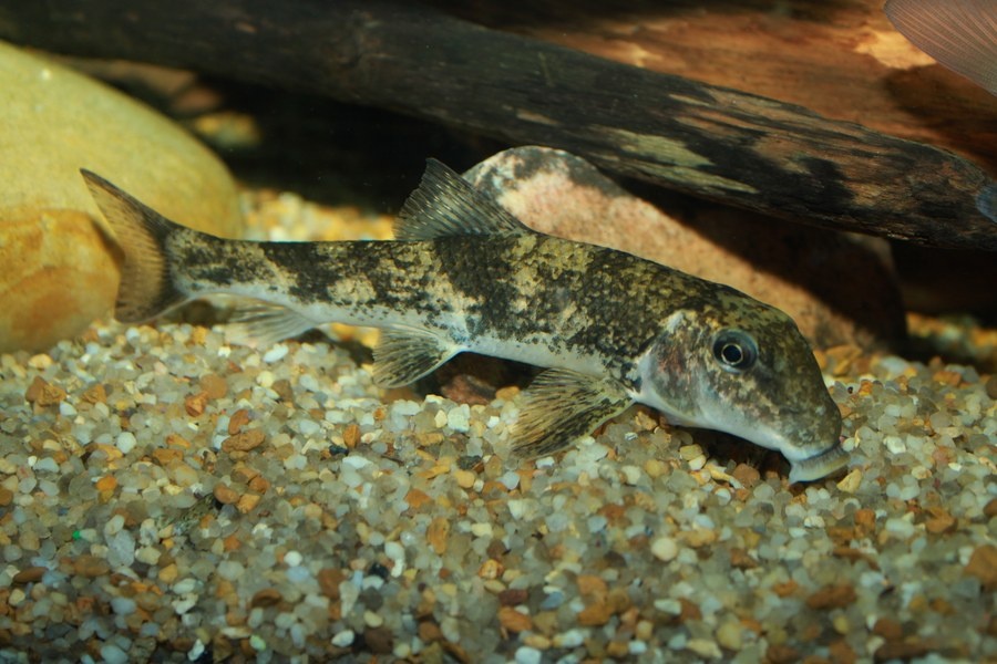 eel