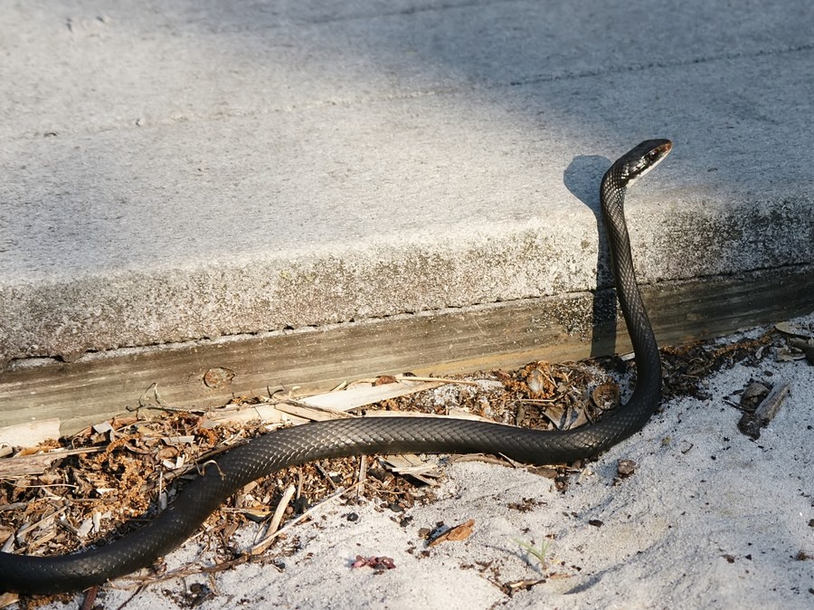coachwhip snake