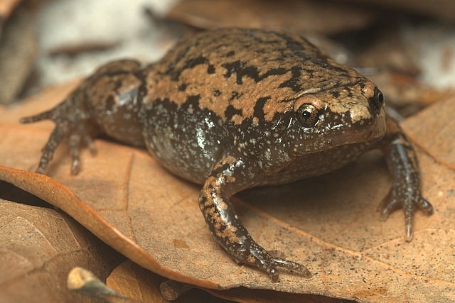 frog, rain